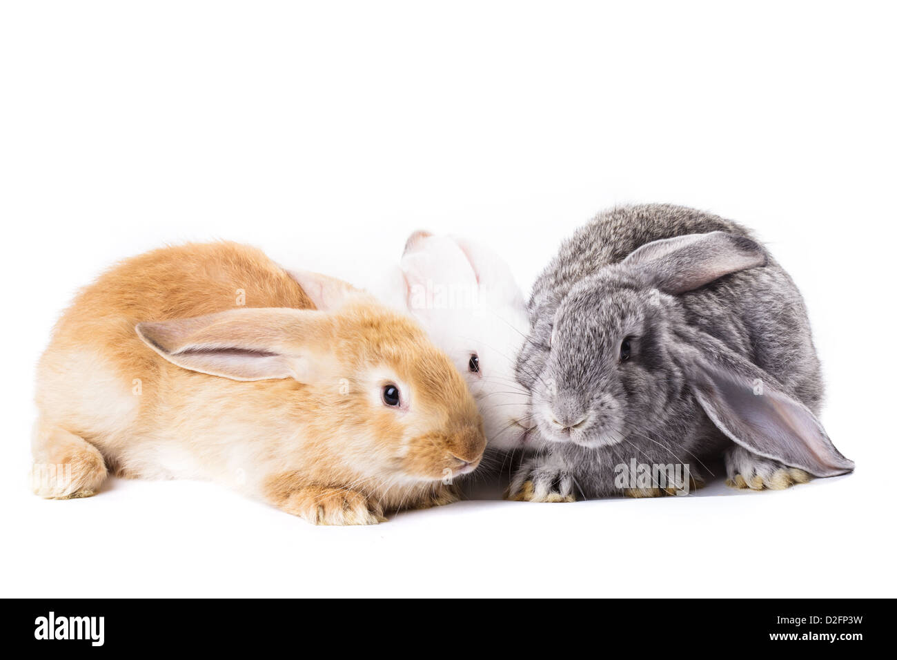 Three rabbits Cut Out Stock Images & Pictures - Alamy