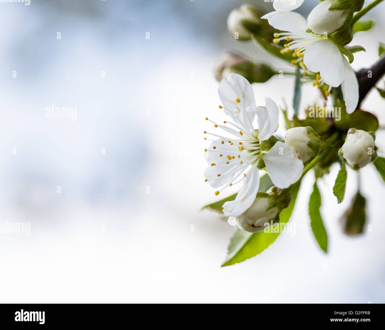 Beautiful spring bokeh for design with copyspace Stock Photo - Alamy