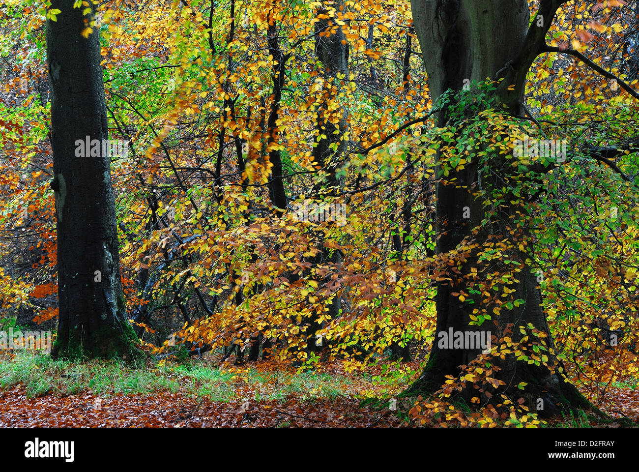 Stand of beech trees hi-res stock photography and images - Alamy