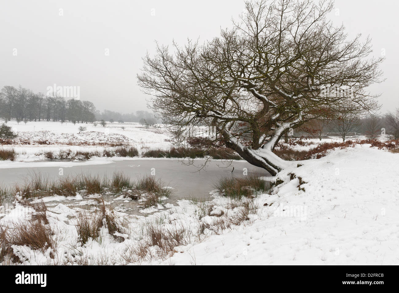 Single isolated common oak tree overhanging leaning over a deep peat ...
