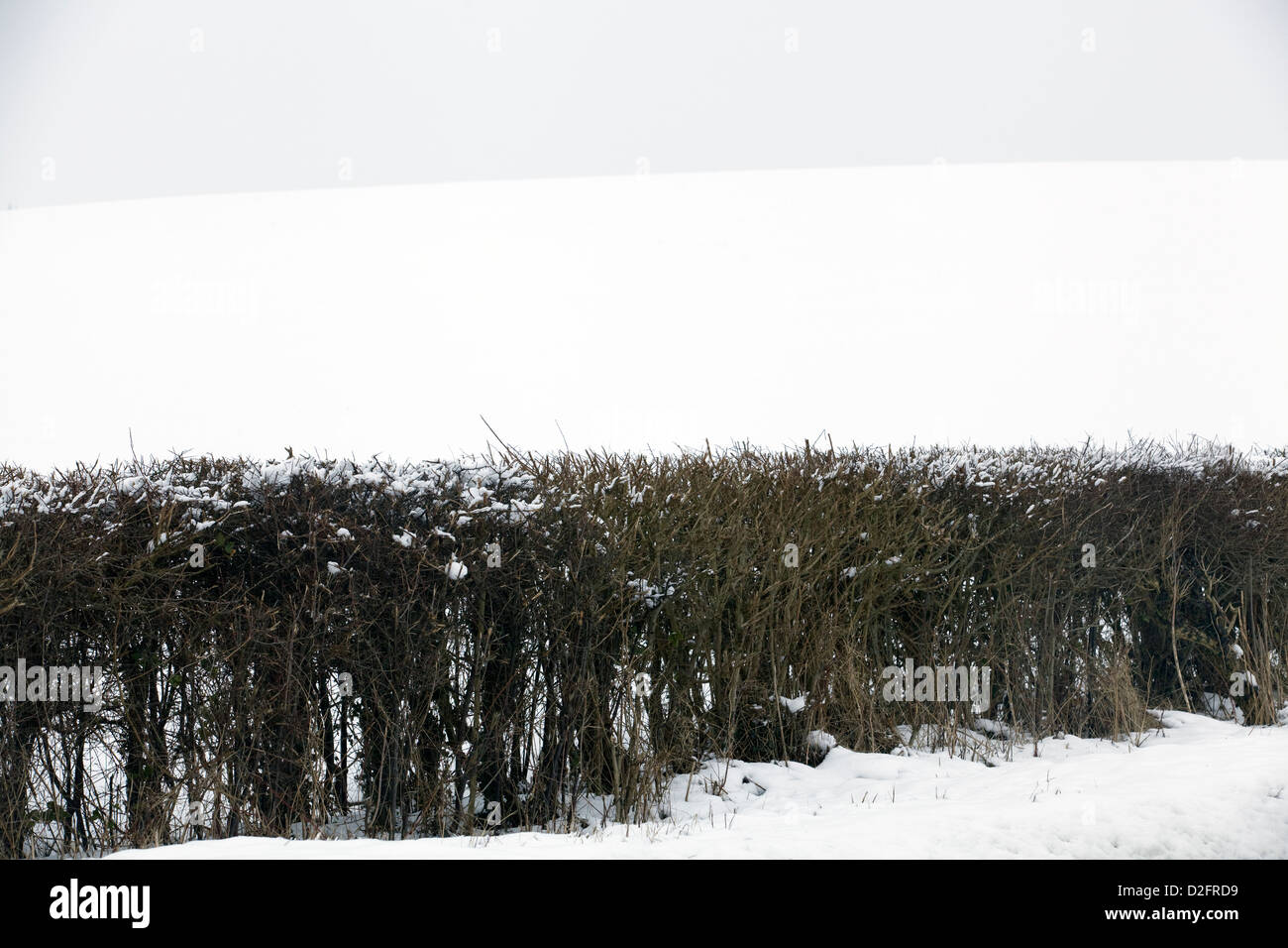 Hedge in the snow Stock Photo - Alamy