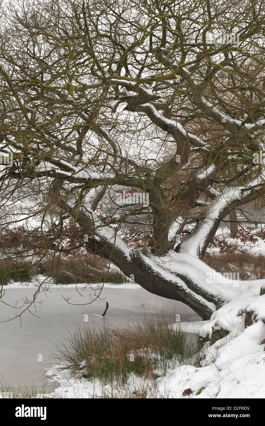Single isolated common oak tree overhanging leaning over a deep peat ...