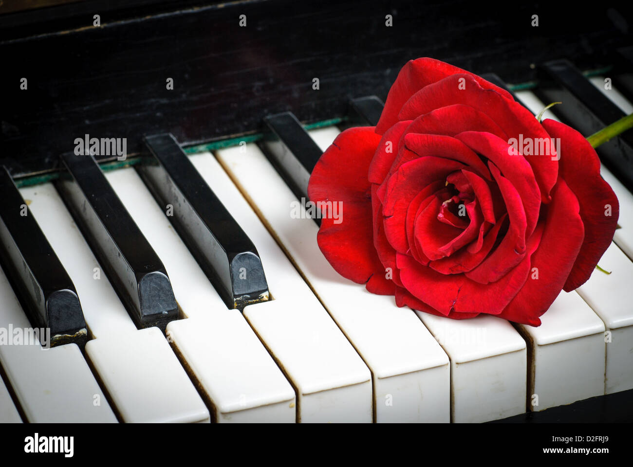 Rose keyboard hi-res stock photography and images - Alamy