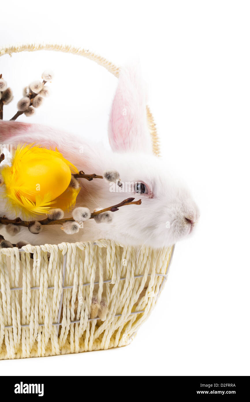 White rabbit in a basket, easter greetings Stock Photo - Alamy
