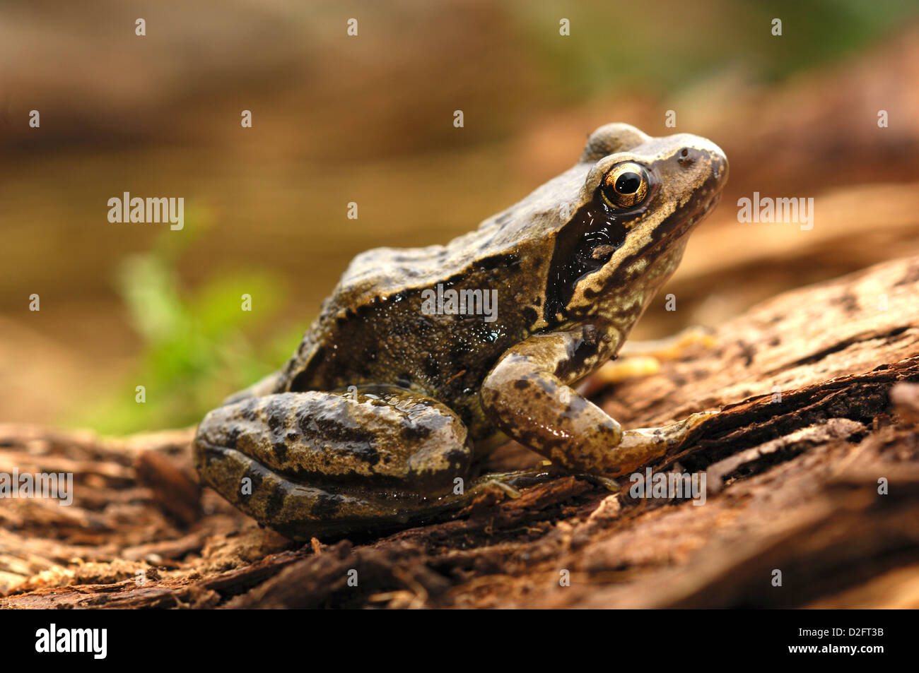Common familiar visitor hi-res stock photography and images - Alamy