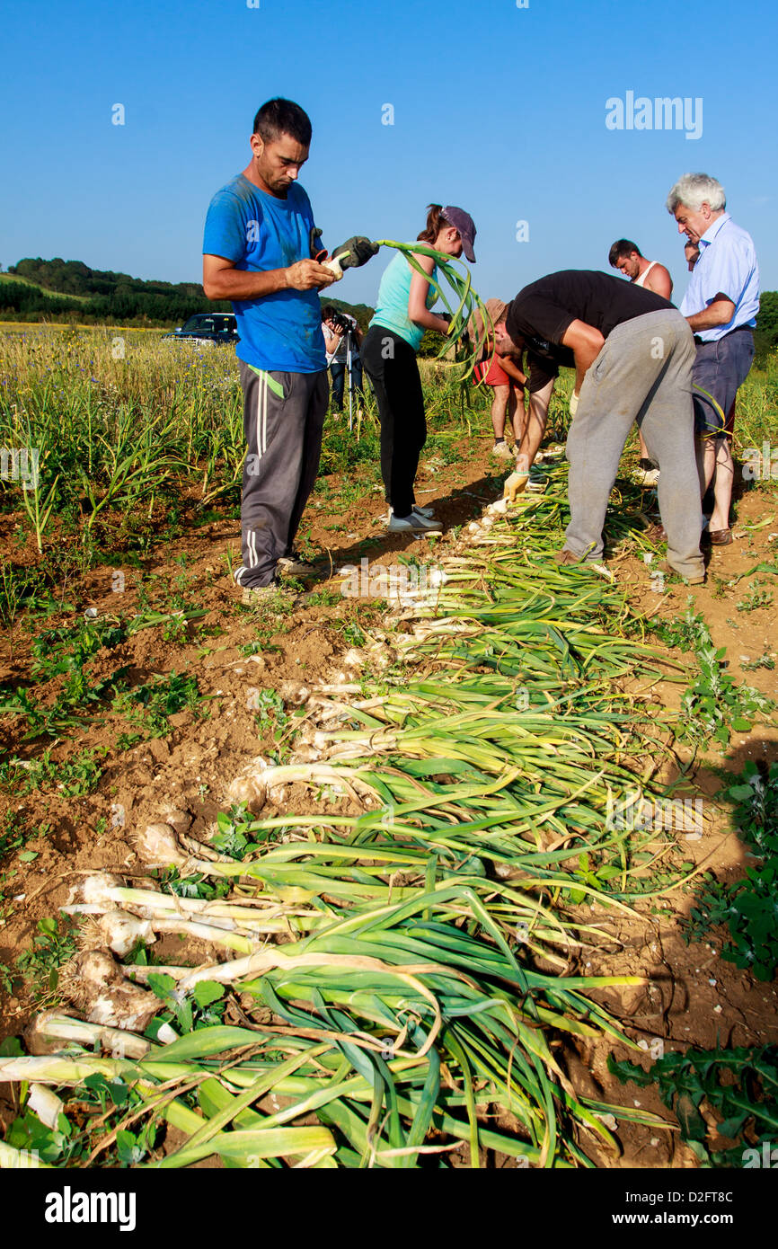 Isle of wight garlic farming hi-res stock photography and images - Alamy