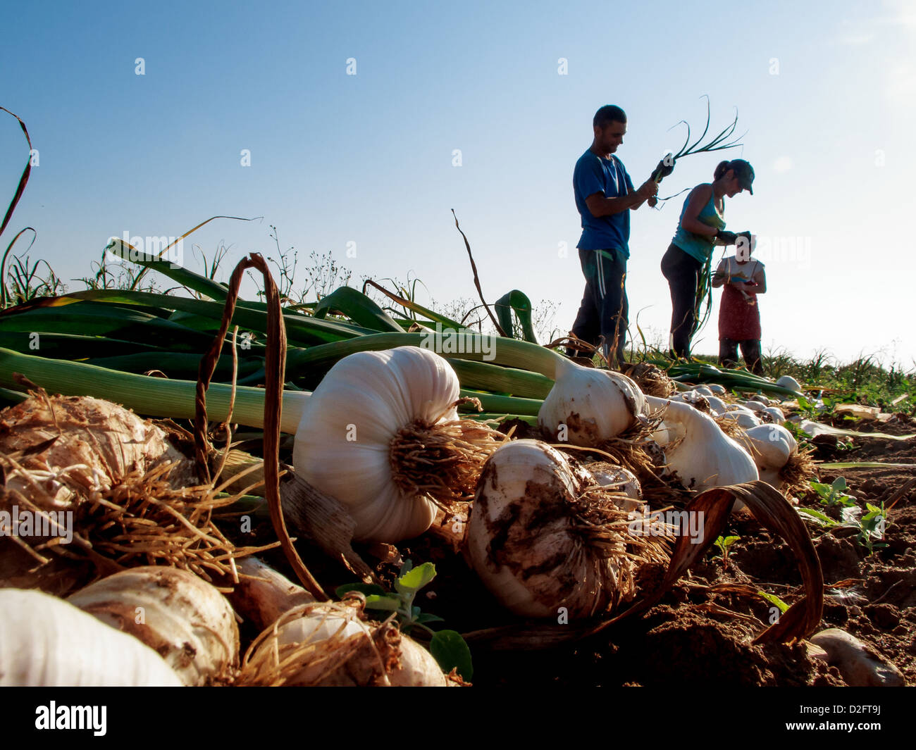 The garlic farm on the isle of wight hi-res stock photography and ...
