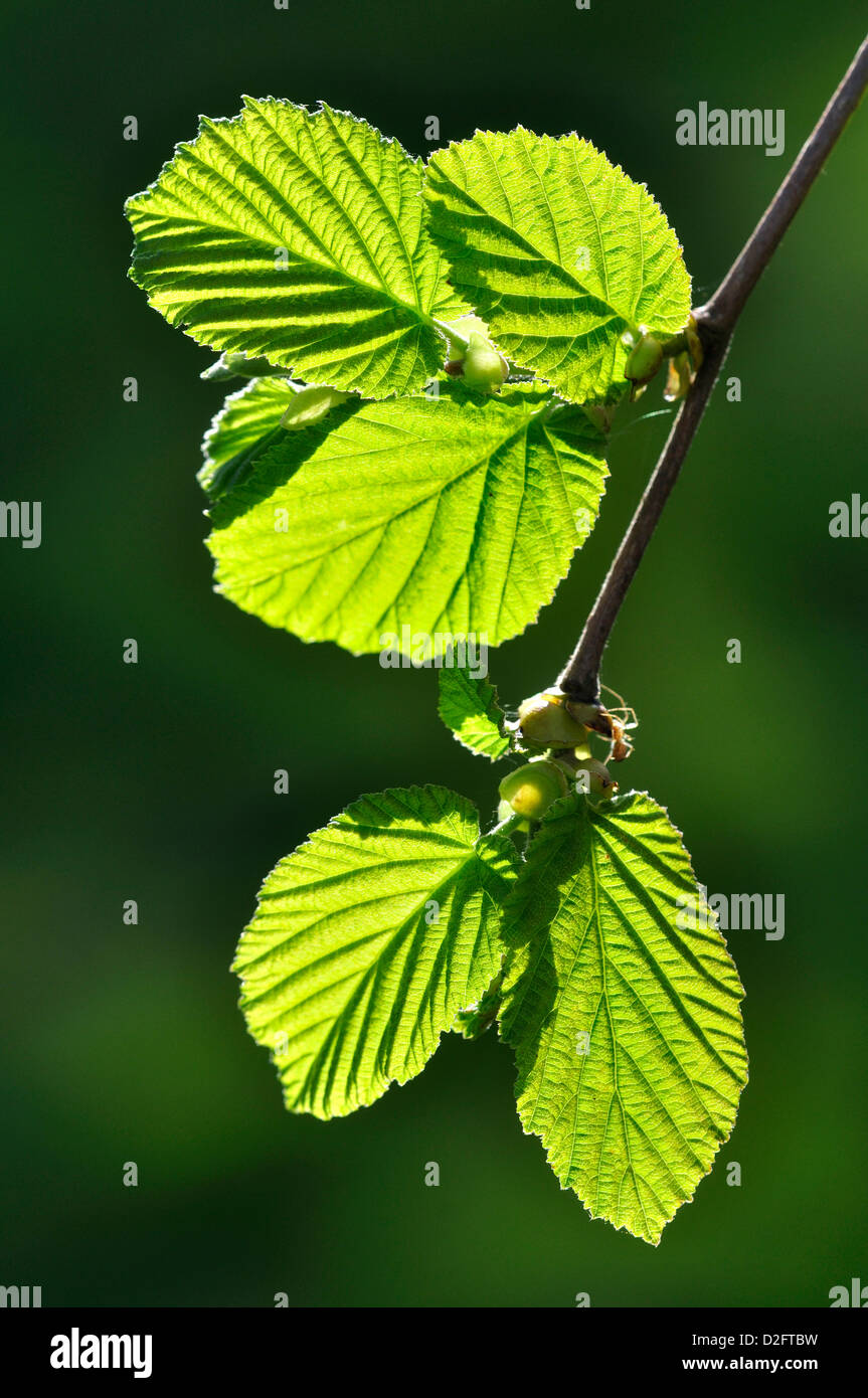 Corylus tree leaves hi-res stock photography and images - Alamy