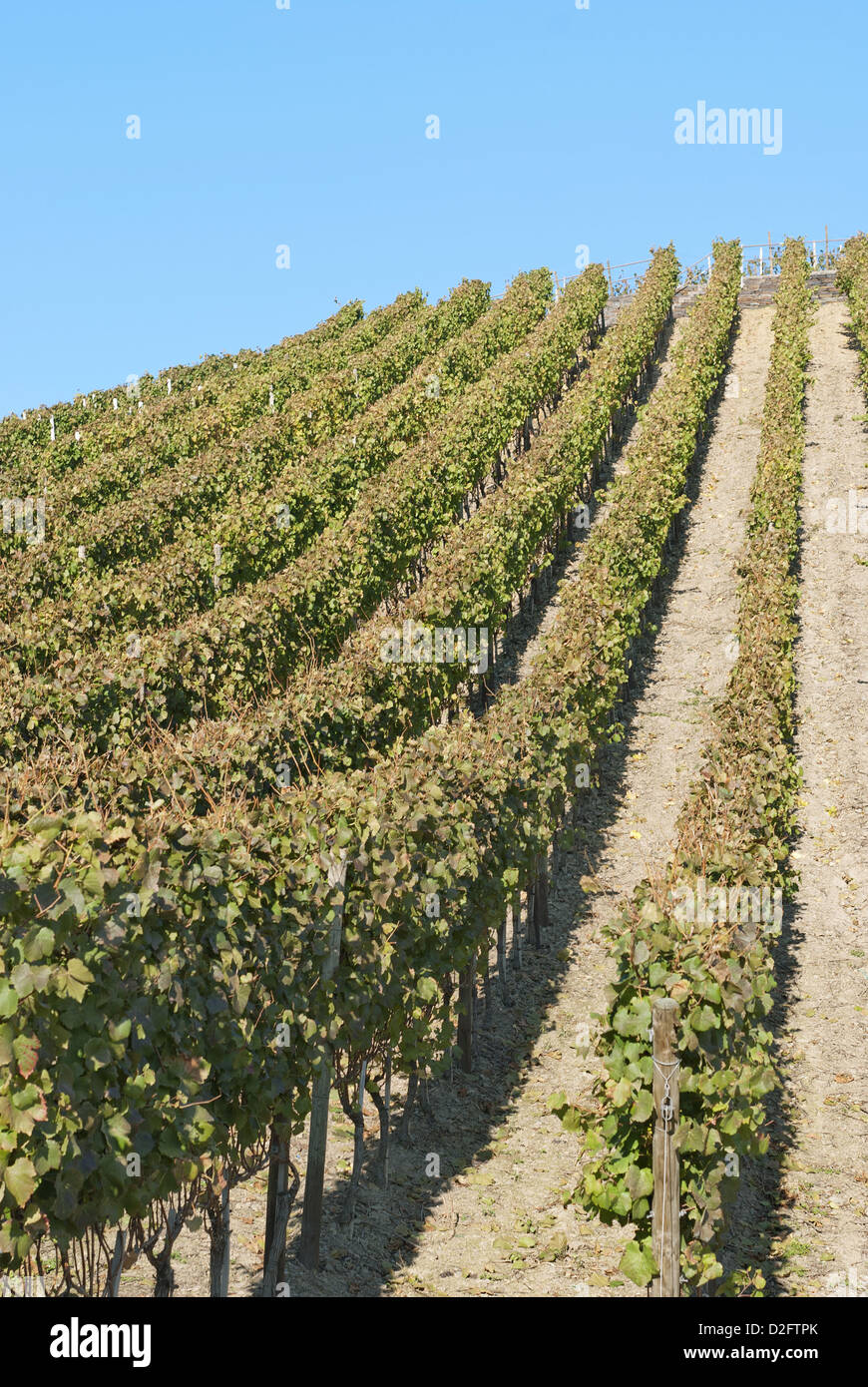 Wine field under the sun, Rheinland-Pfalz, Germany Stock Photo - Alamy