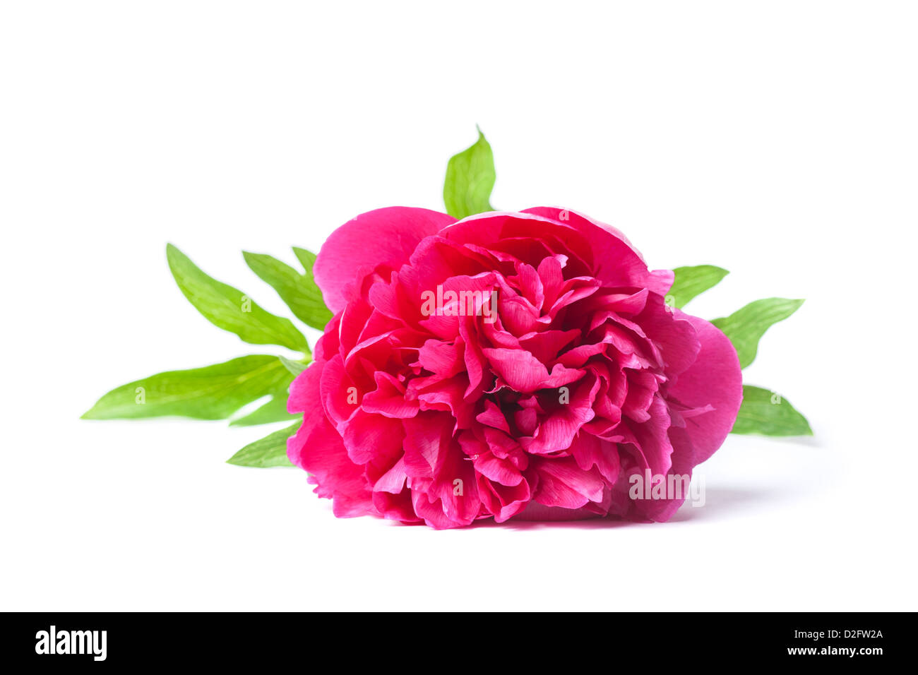 Fuchsia peony flower isolated on white background Stock Photo - Alamy