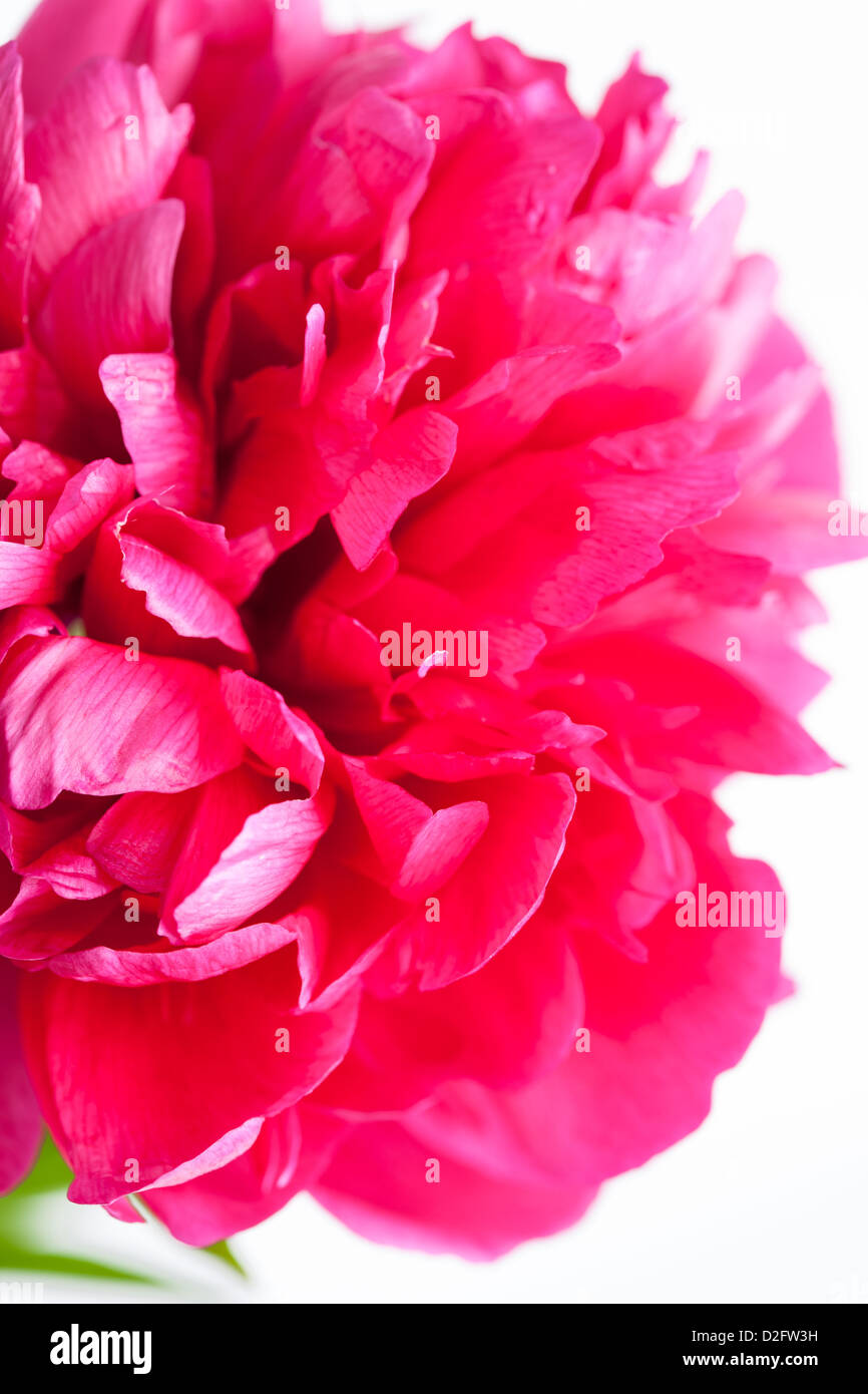 Fuchsia peony flower isolated on white background Stock Photo - Alamy