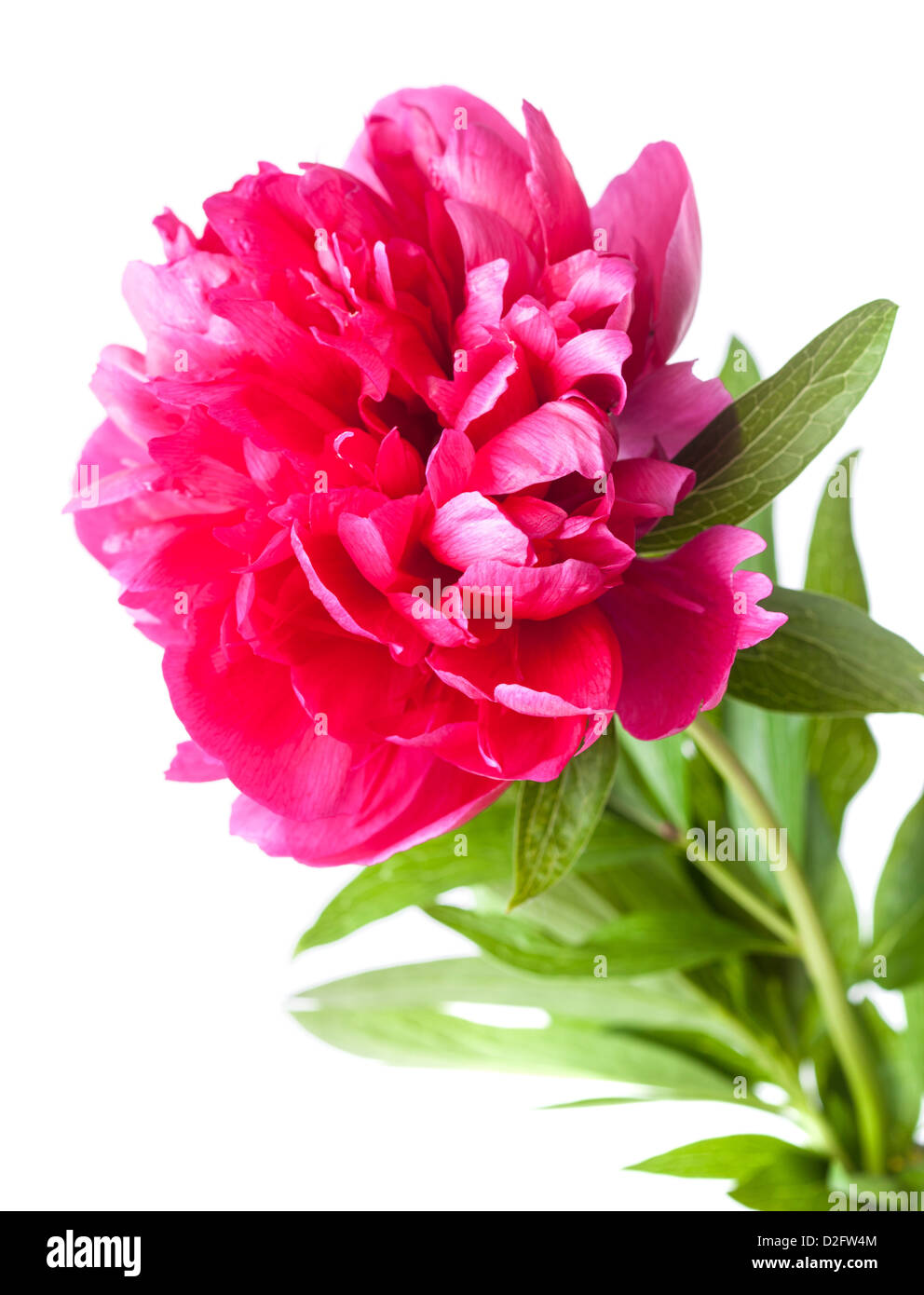 Fuchsia peony flower isolated on white background Stock Photo - Alamy