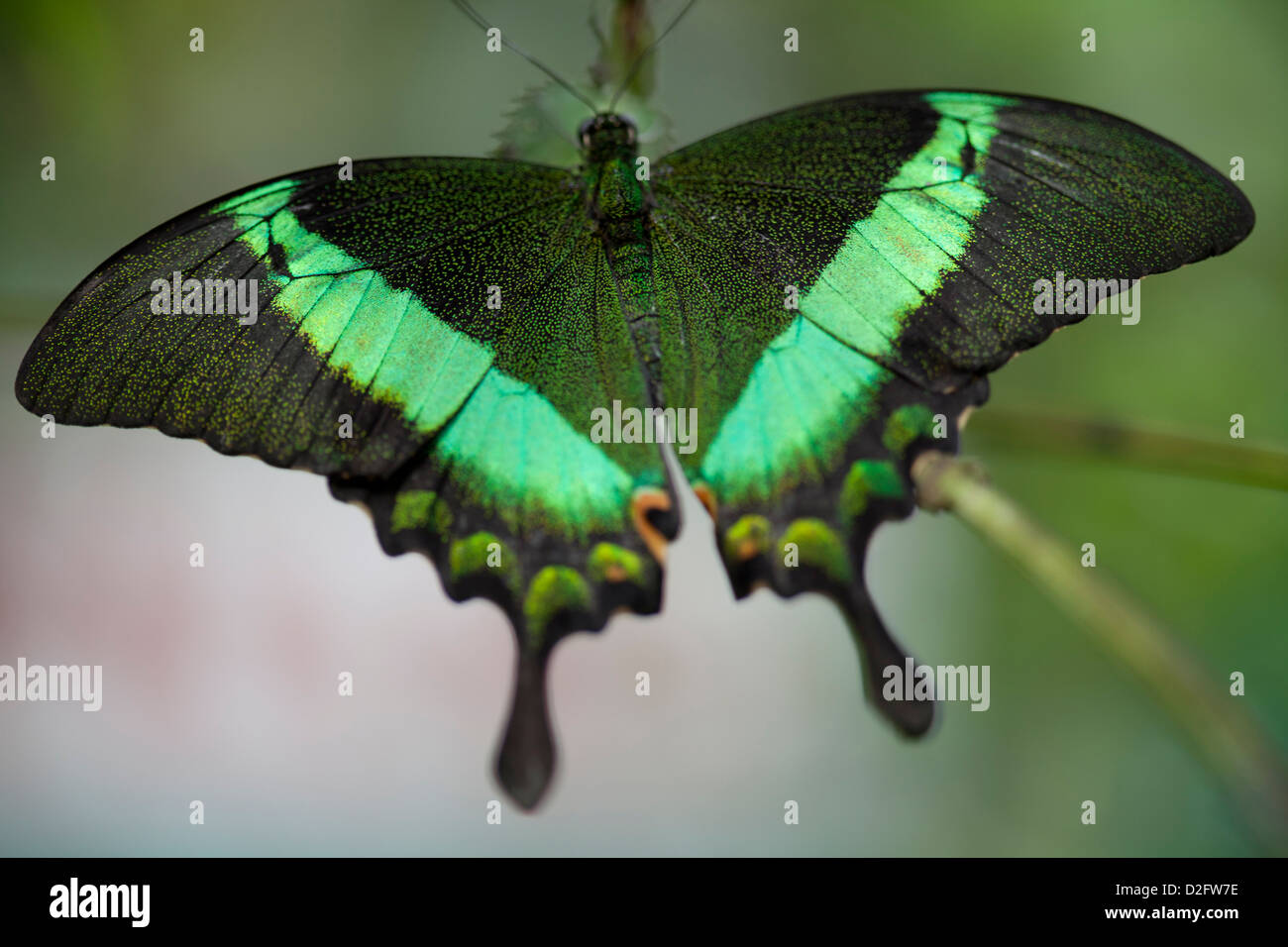 An emerald swallowtail butterfly, Papilio palinurus Stock Photo - Alamy