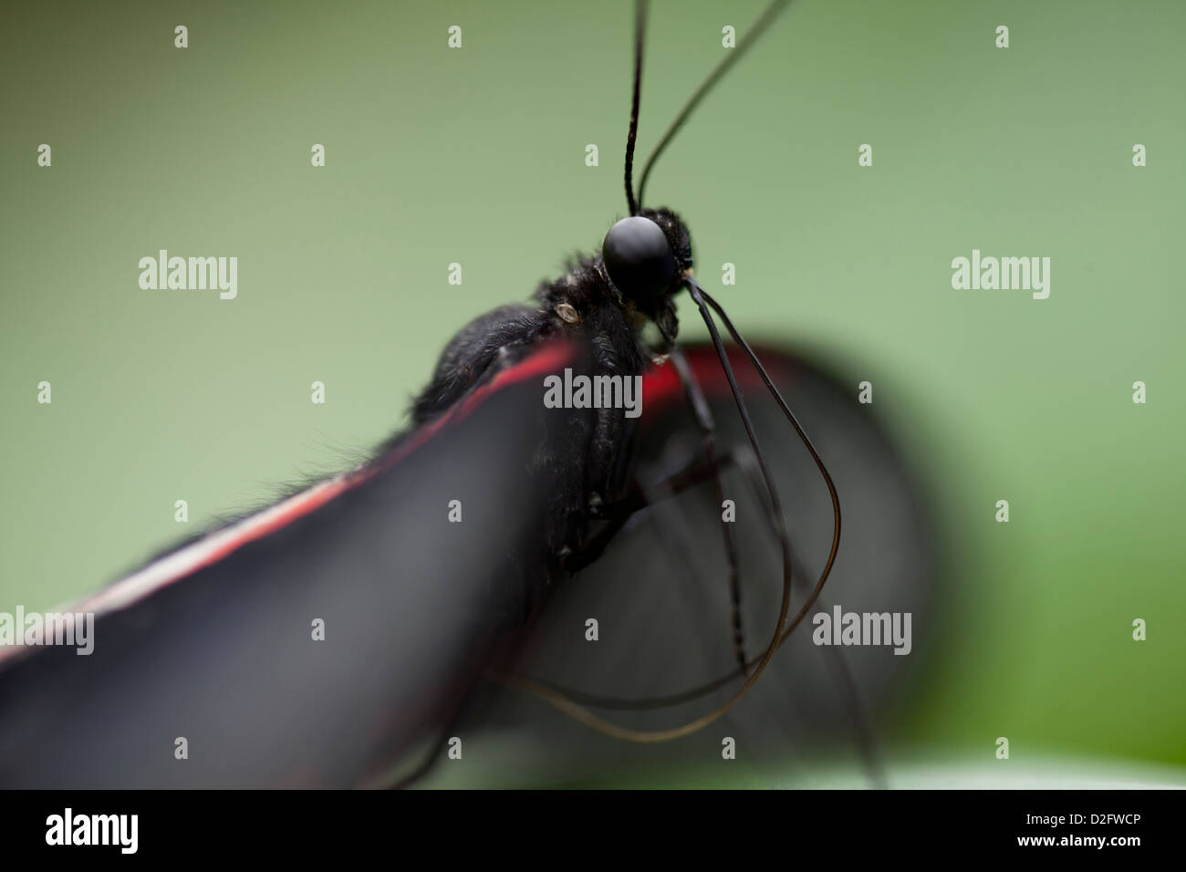 A scarlet swallowtail butterfly, Papilio Rumanzovia, close up Stock ...