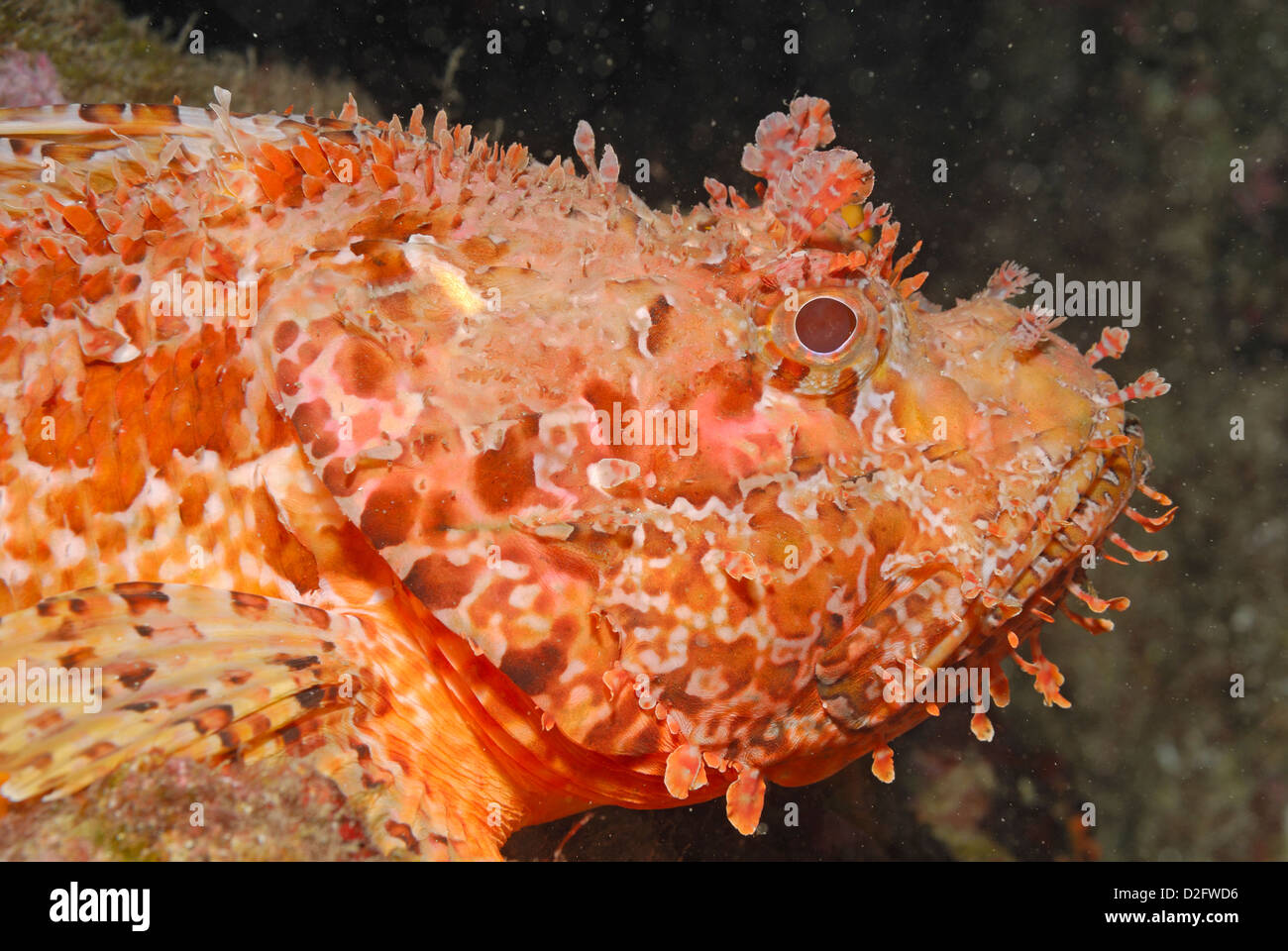Red scorpion hi-res stock photography and images - Alamy