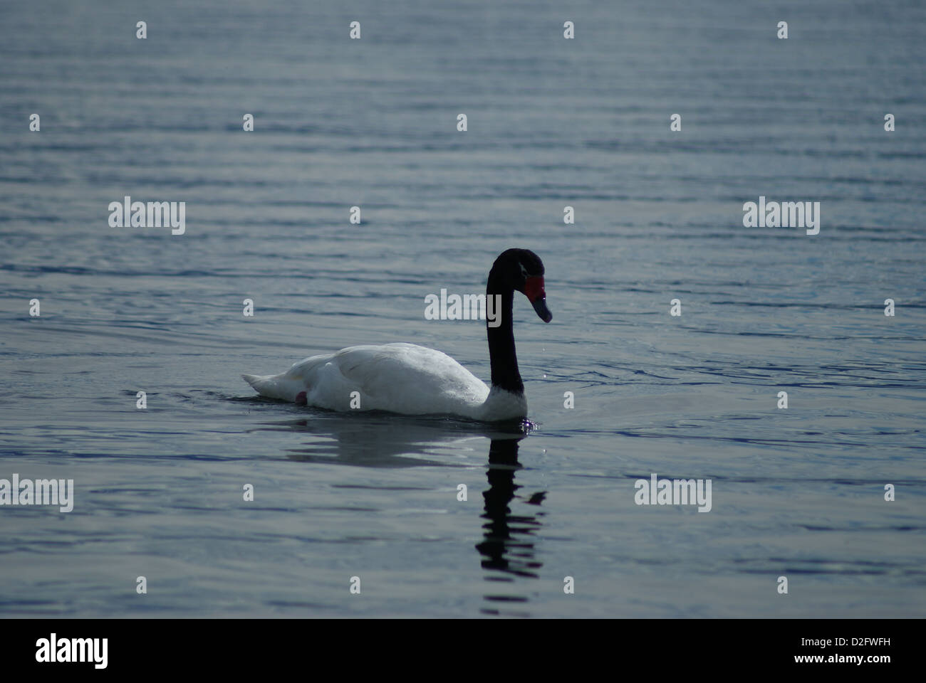Carnation birds hi-res stock photography and images - Alamy