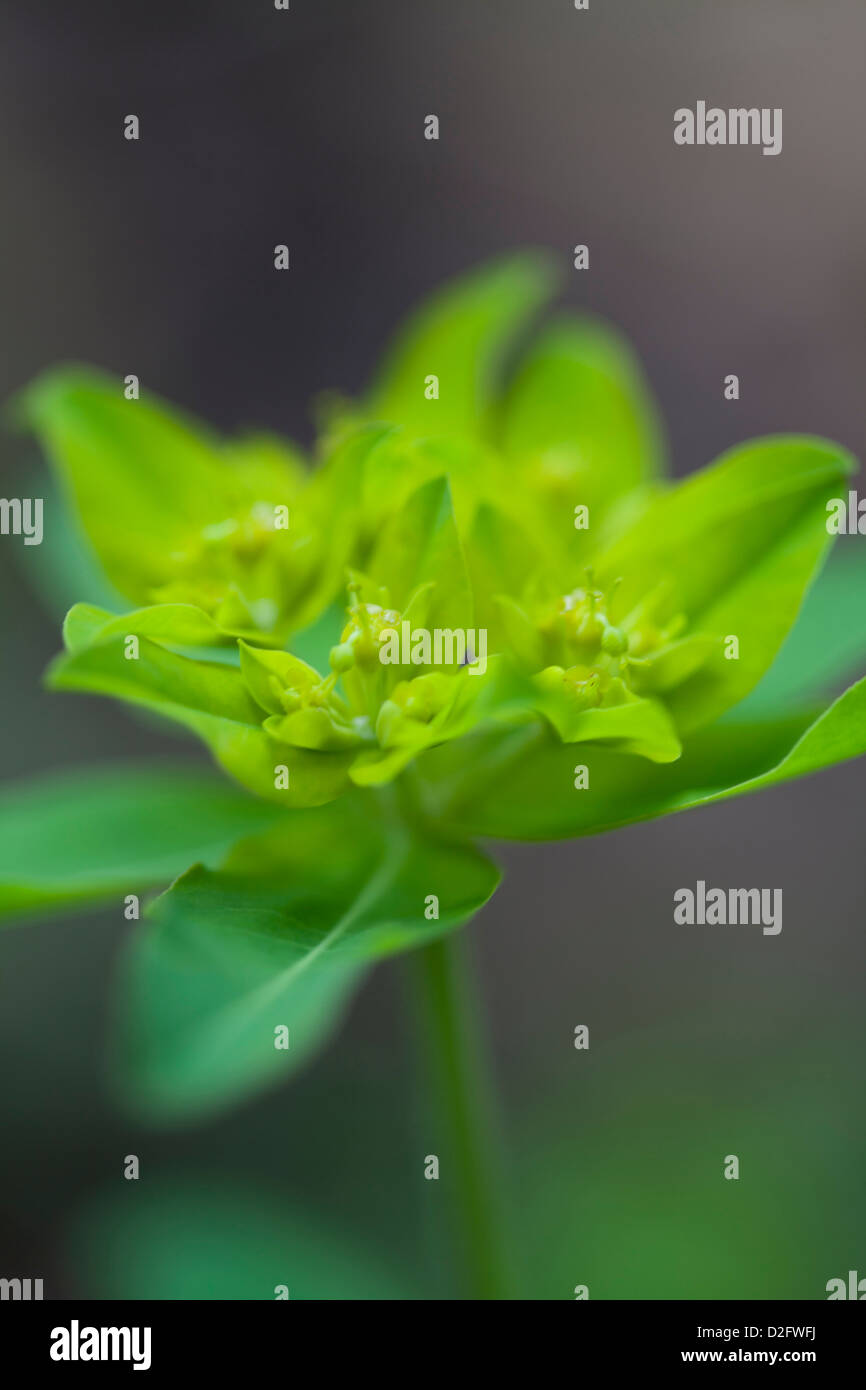 A yellow and green Spurge flower head, Euphorbia Stock Photo - Alamy