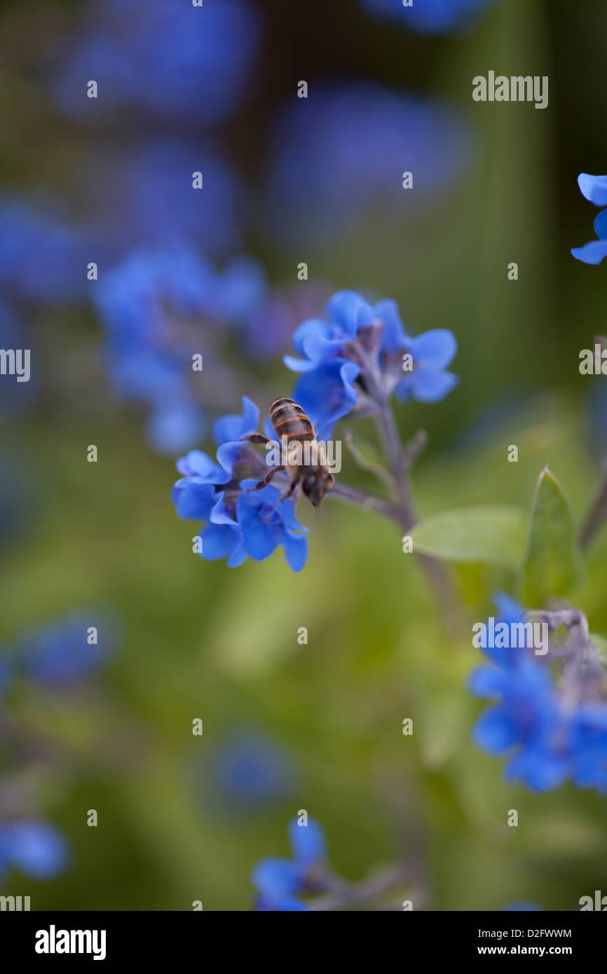 A bee on blue Forget Me Not flowers, Myosotis Stock Photo - Alamy