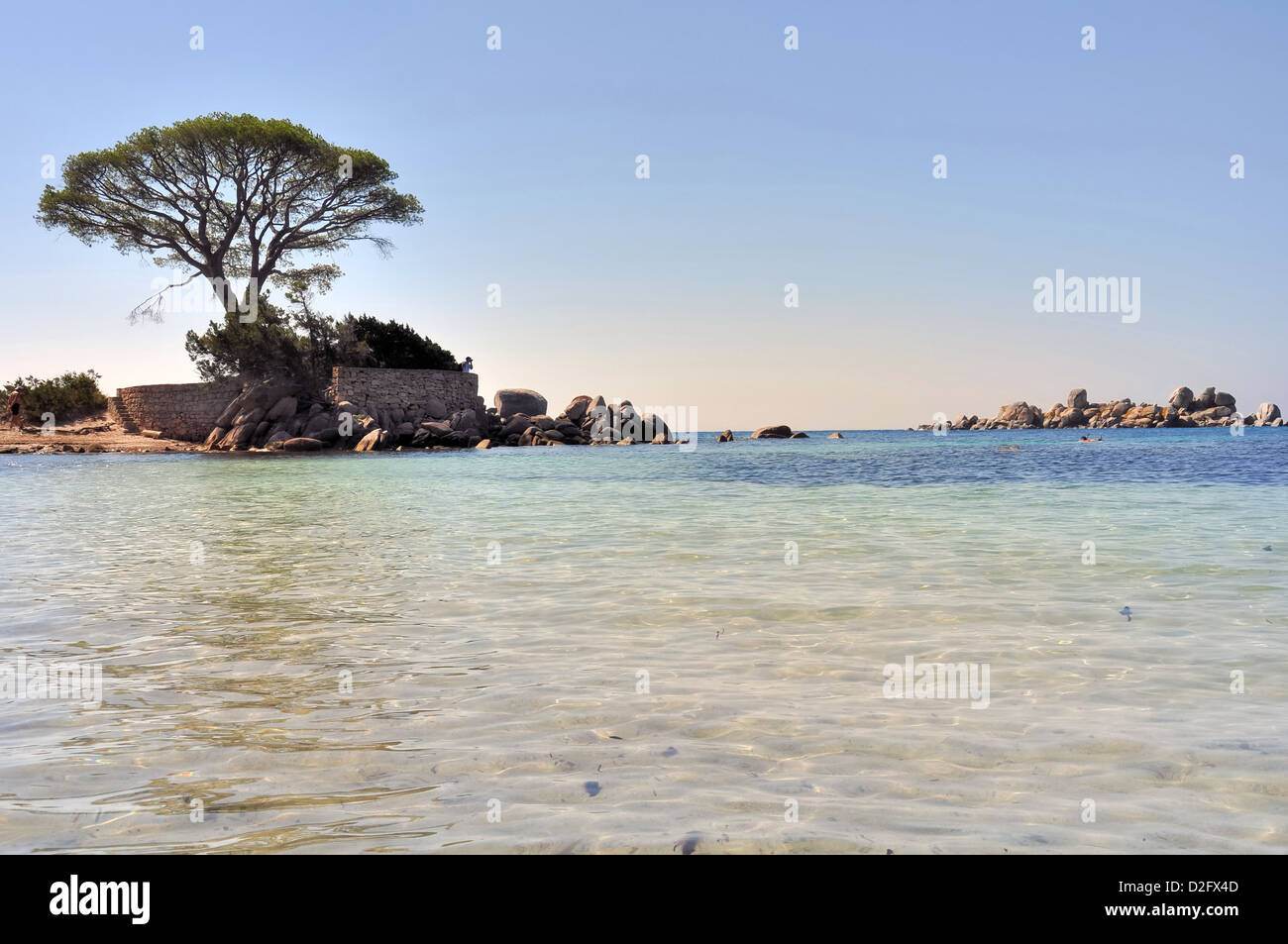 pine tree on the horizon of a beach with turquoise water Stock Photo ...