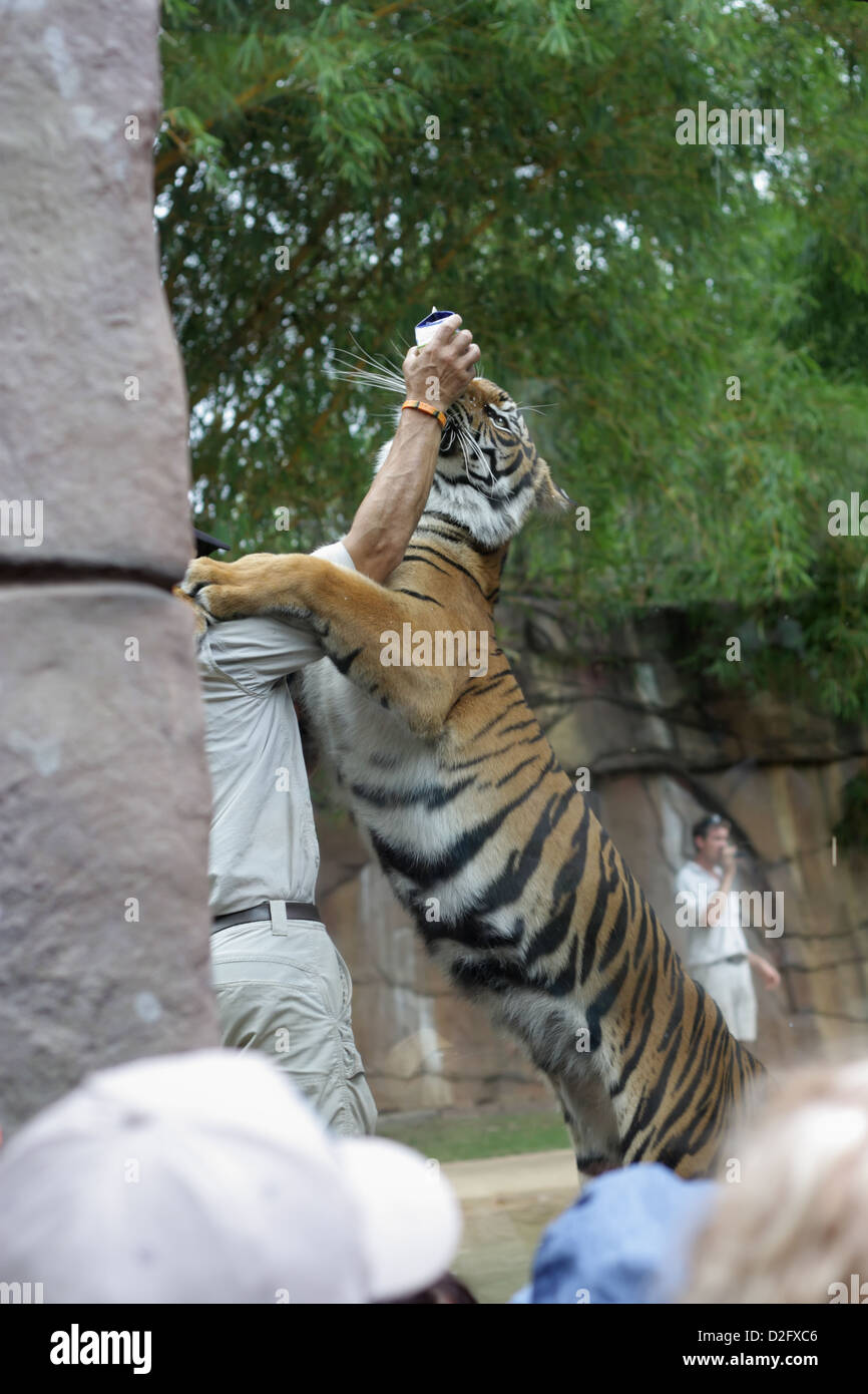 Zoo show tiger hi-res stock photography and images - Alamy