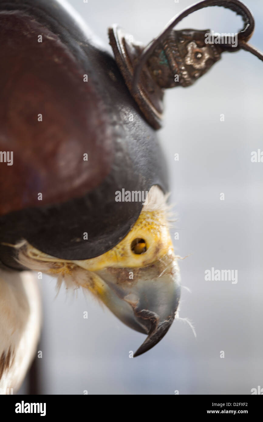 The head of a peregrine falcon, wearing a hood Stock Photo - Alamy