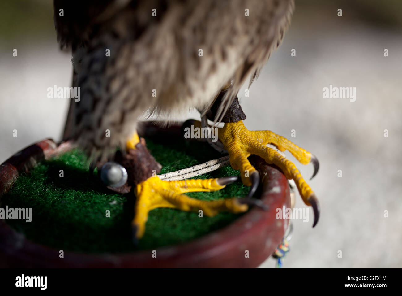 The feet of a peregrine falcon, wearing jesses Stock Photo - Alamy