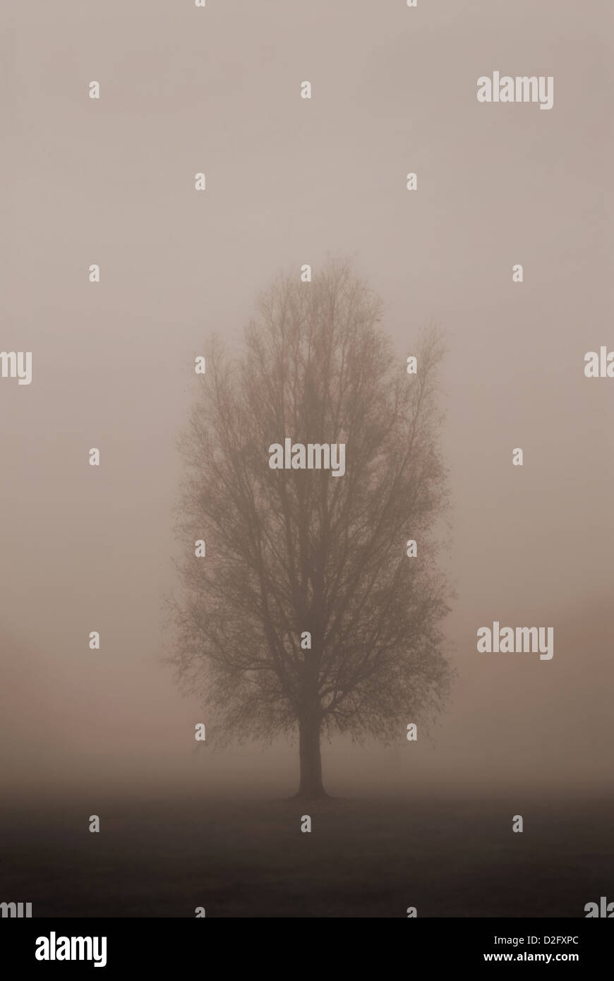Tree in fog standing alone Stock Photo - Alamy
