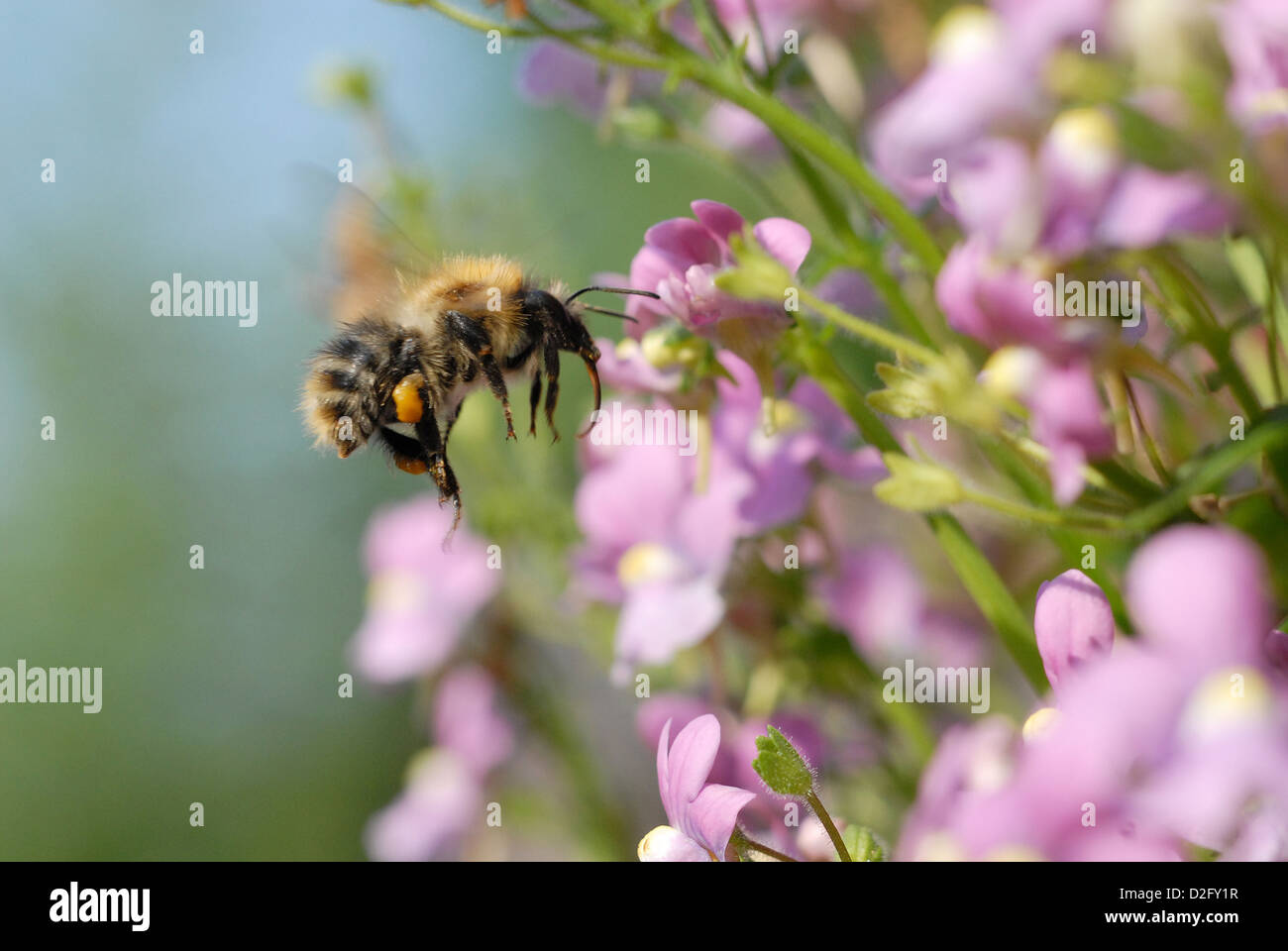Flying bumble bee hi-res stock photography and images - Alamy