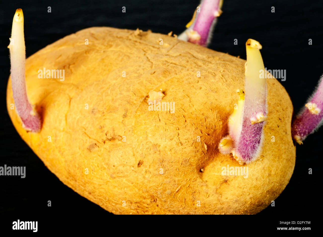 Potato germ hi-res stock photography and images - Alamy