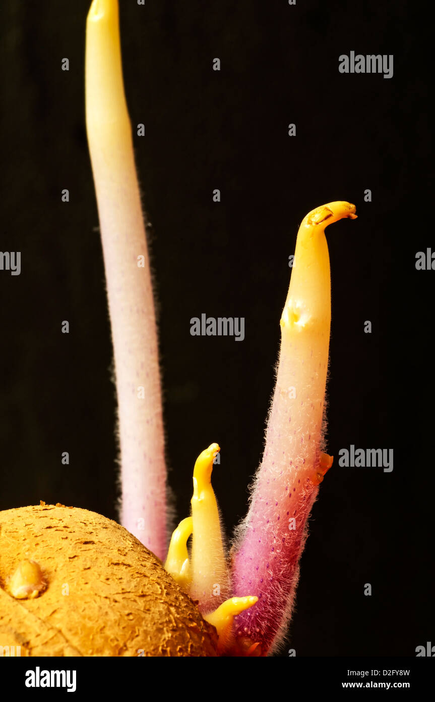 Potato germ hi-res stock photography and images - Alamy