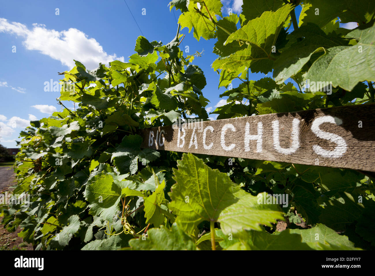 Bacchus grape hi-res stock photography and images - Alamy
