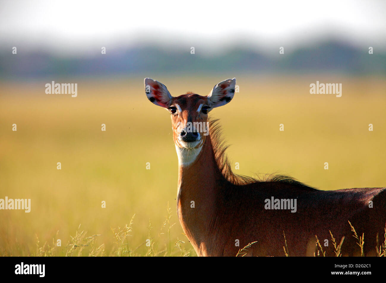 Nilgai hi-res stock photography and images - Alamy