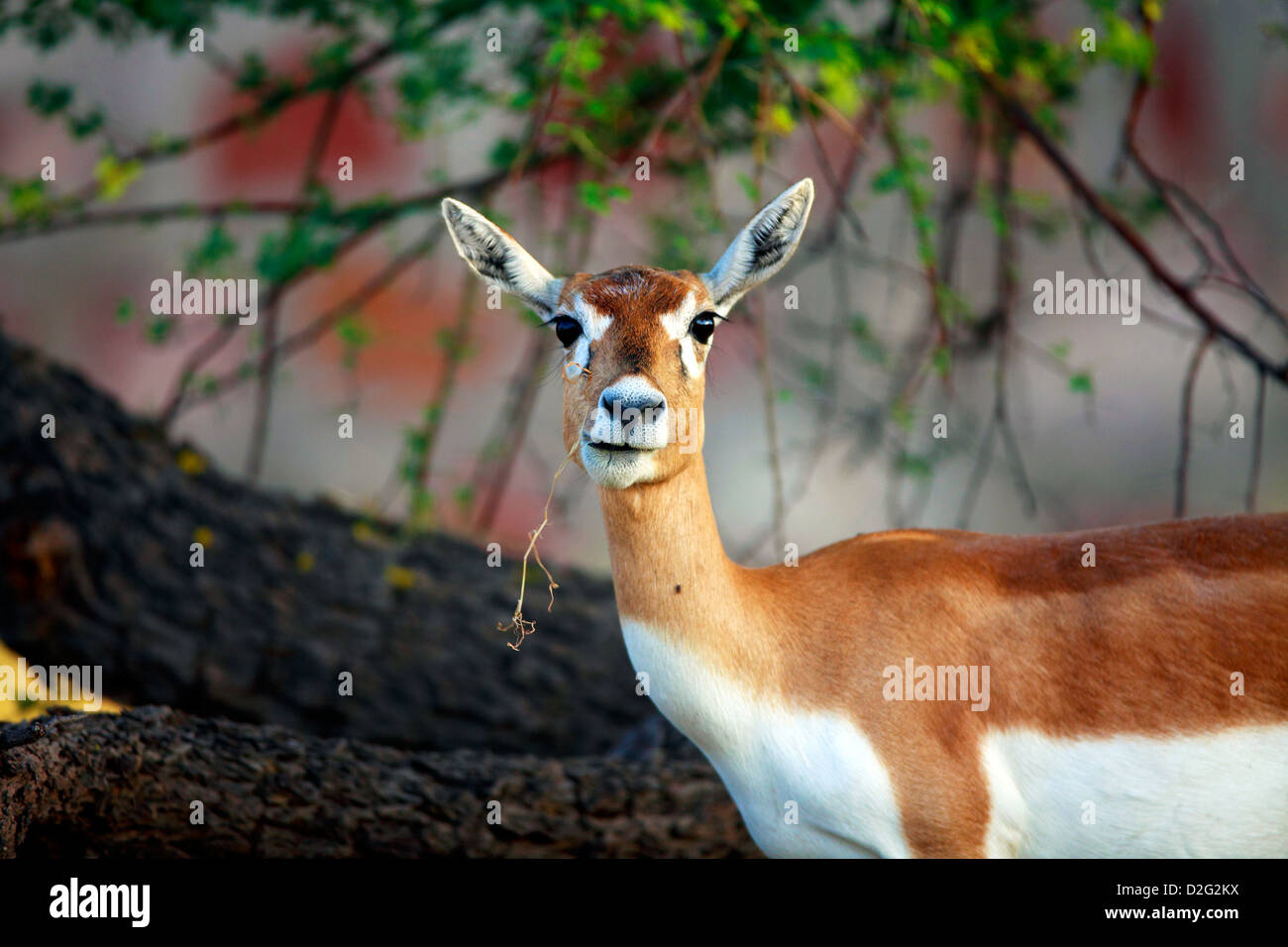 Black buck animal Stock Photo - Alamy