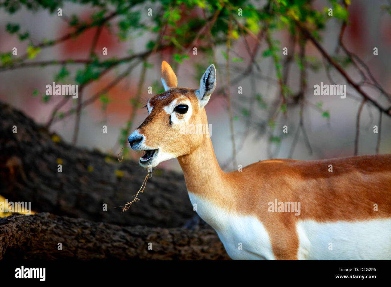 Black buck animal Stock Photo - Alamy