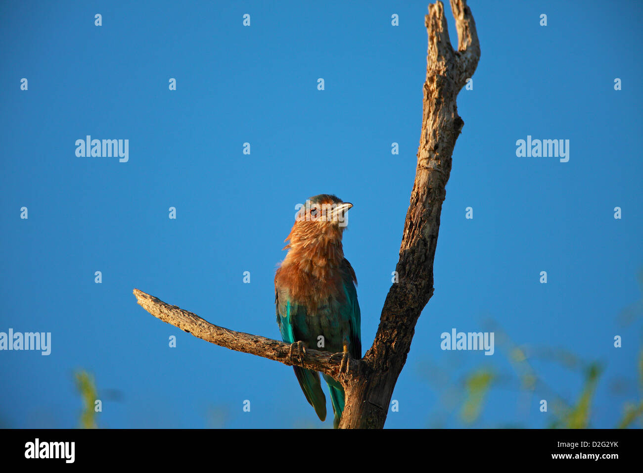 Indian Roller or Blue Jay Stock Photo - Alamy