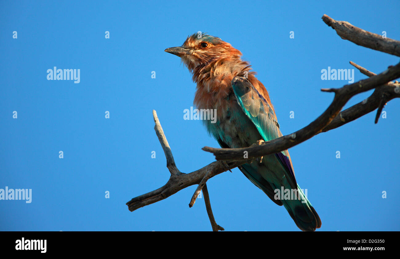 Indian roller blue jay hi-res stock photography and images - Alamy