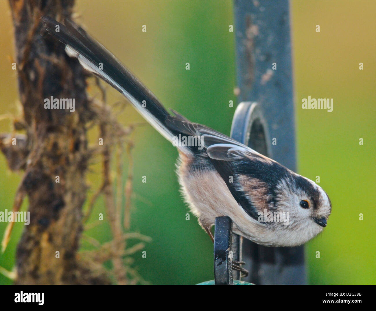 The Long-tailed Tit or Long-tailed Bushtit (Aegithalos caudatus) is a ...