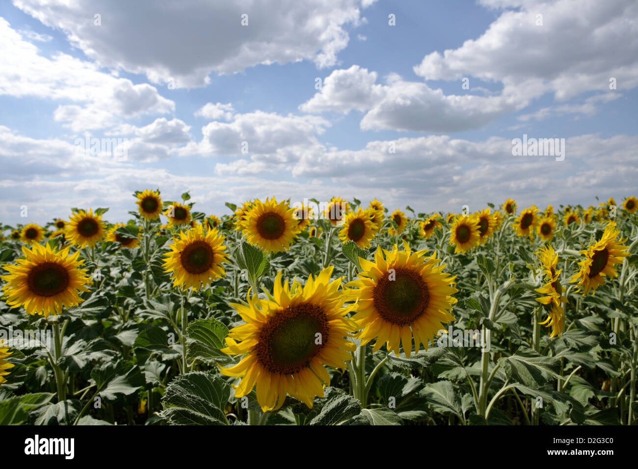 Sunflower (Helianthus annuus), sunflower field, Romania, Europe Stock ...