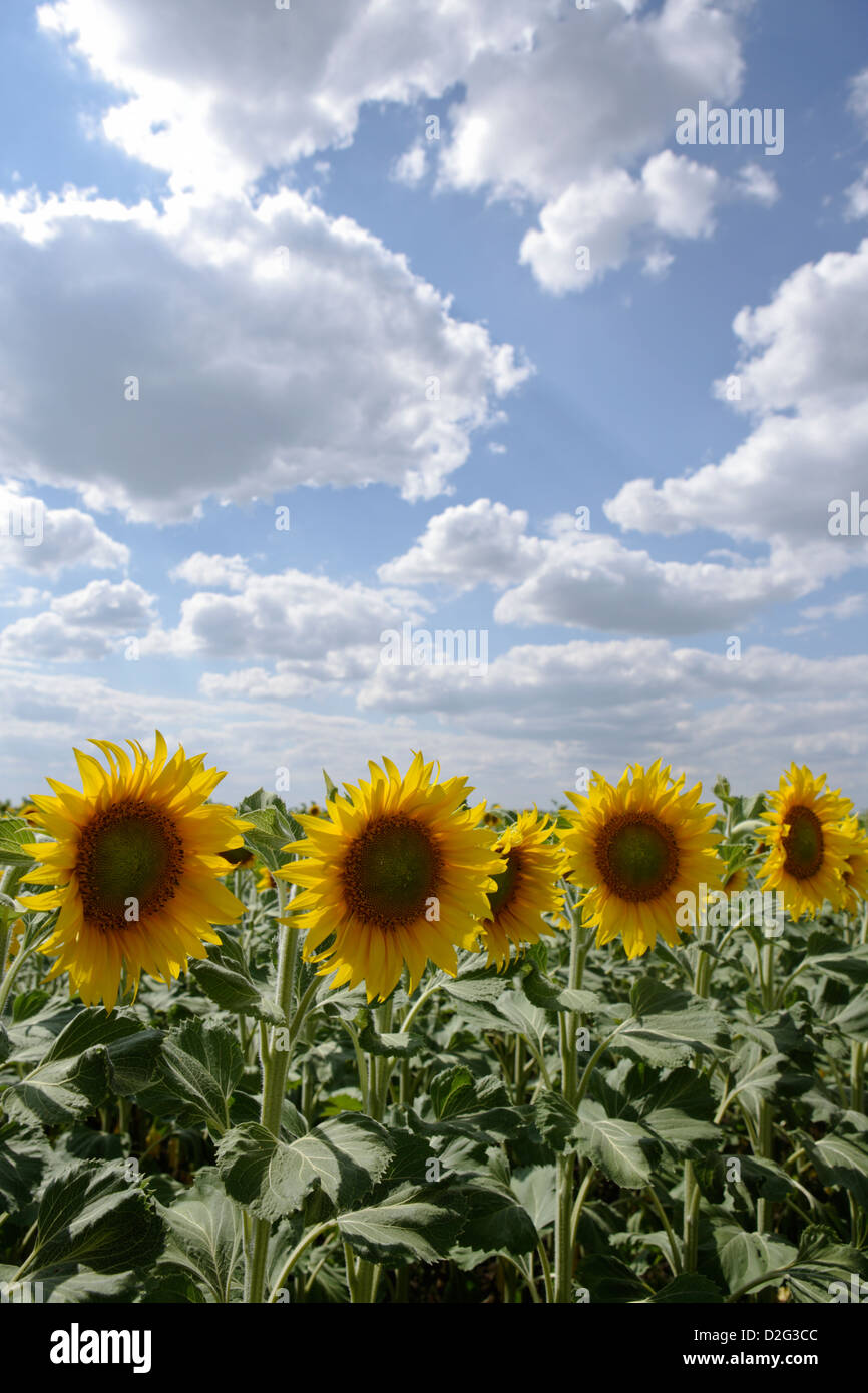 Europe Yellow Sky Day Sunflower Oil Nature Agriculture Summer Blue High ...