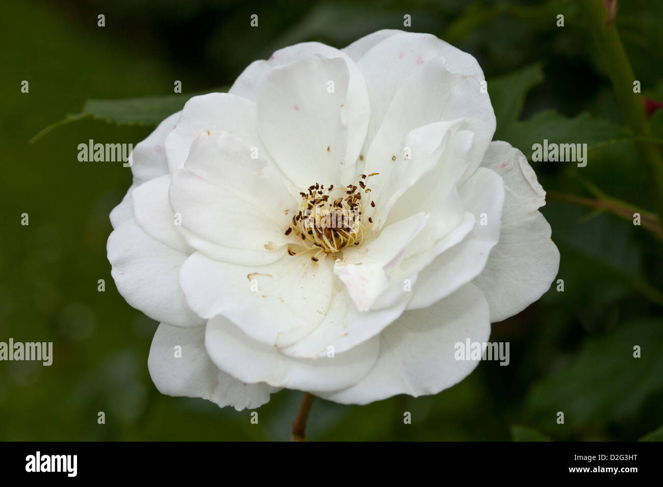 Shrub-Rose "Snow white", Rosa, Rosales, Rosaceae Stock Photo - Alamy