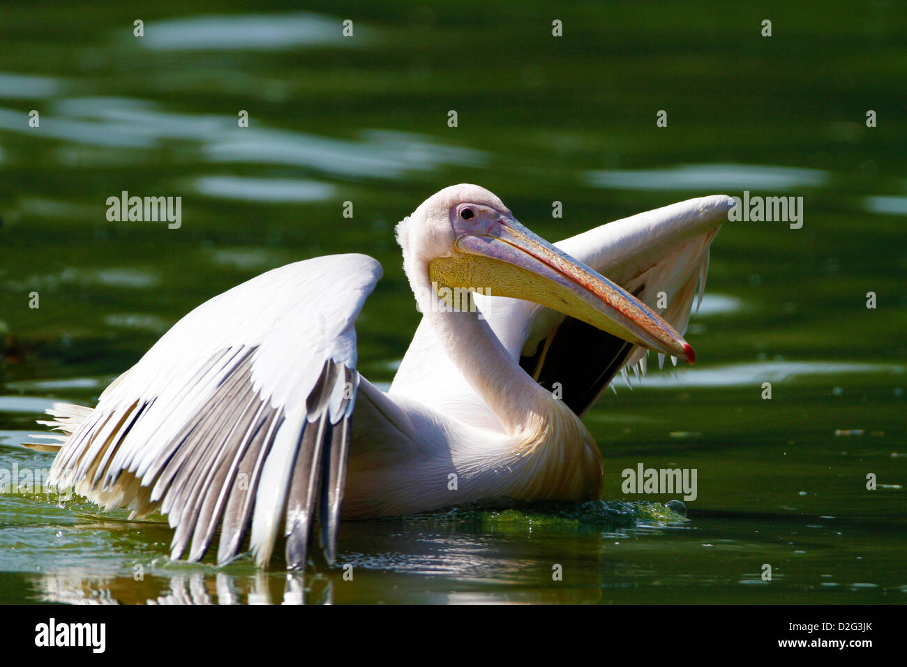 Great white Pelican Stock Photo - Alamy