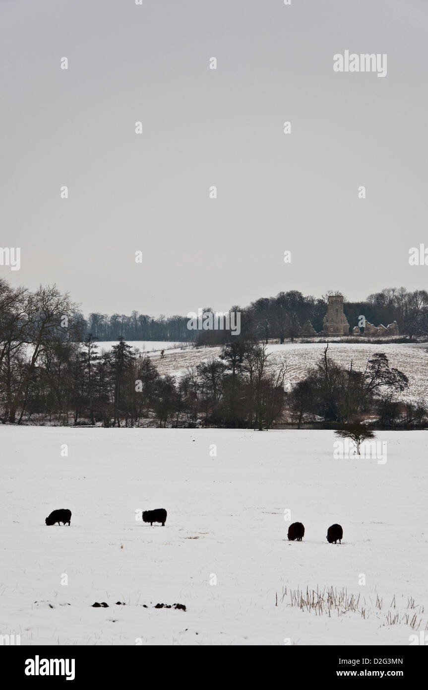 Black sheep in snow hi-res stock photography and images - Alamy