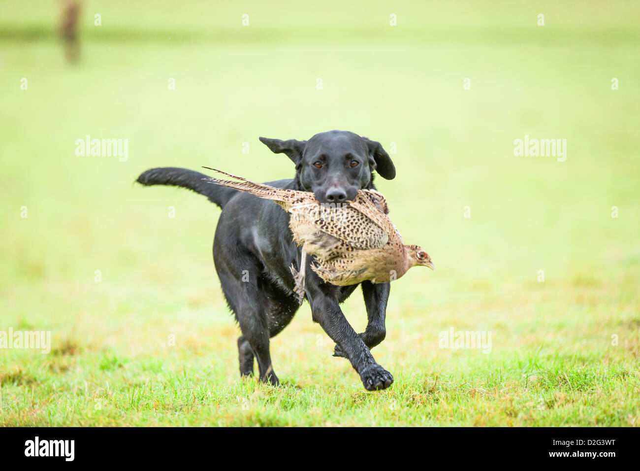 Game bird gun hi-res stock photography and images - Alamy