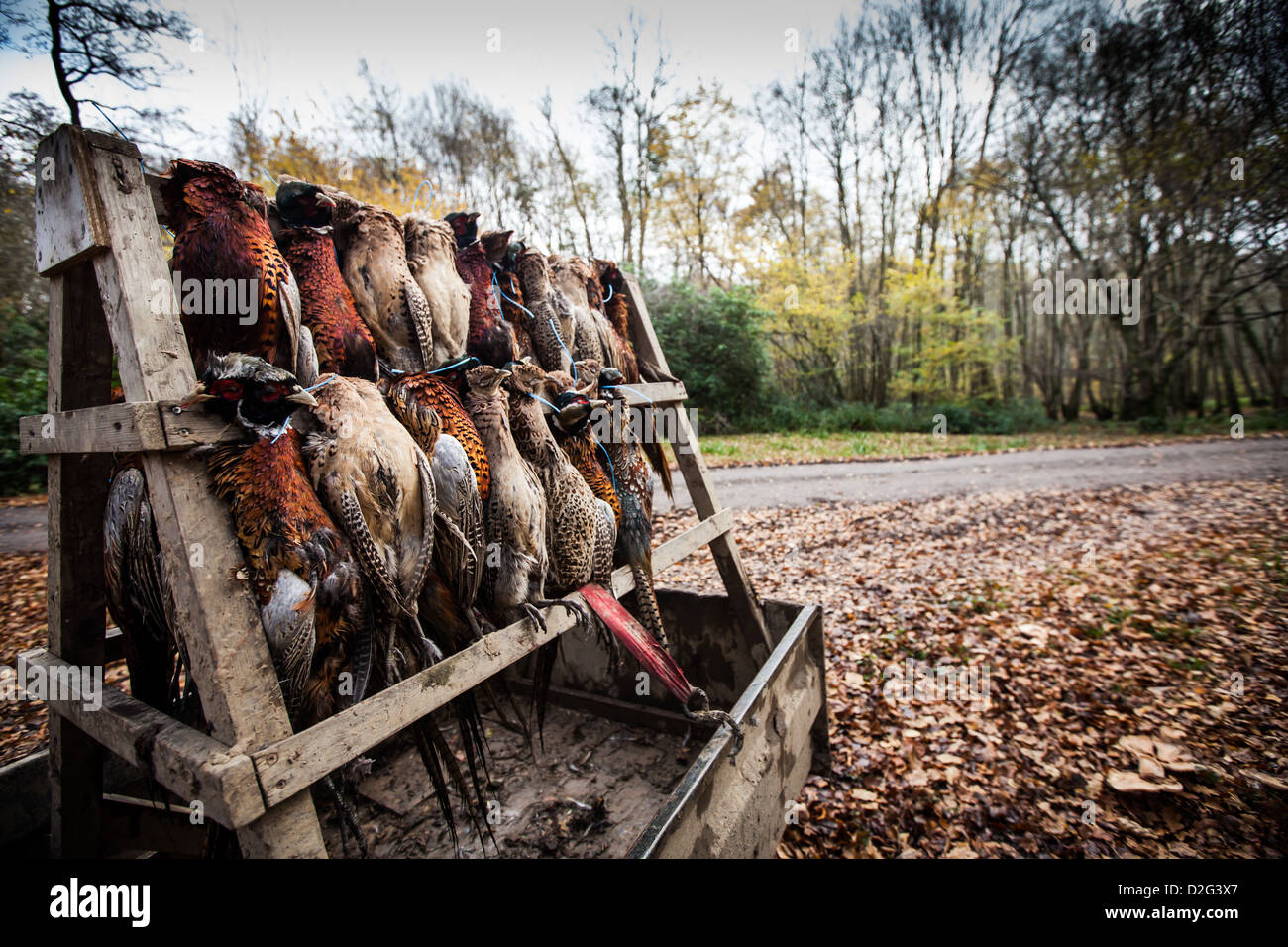 Shot pheasants hanging, ready to be taken back to the farm Stock Photo ...