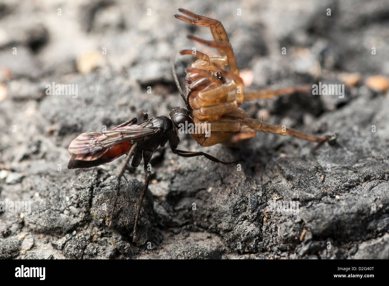 Anoplius infuscatus - spider hunting wasp Stock Photo - Alamy