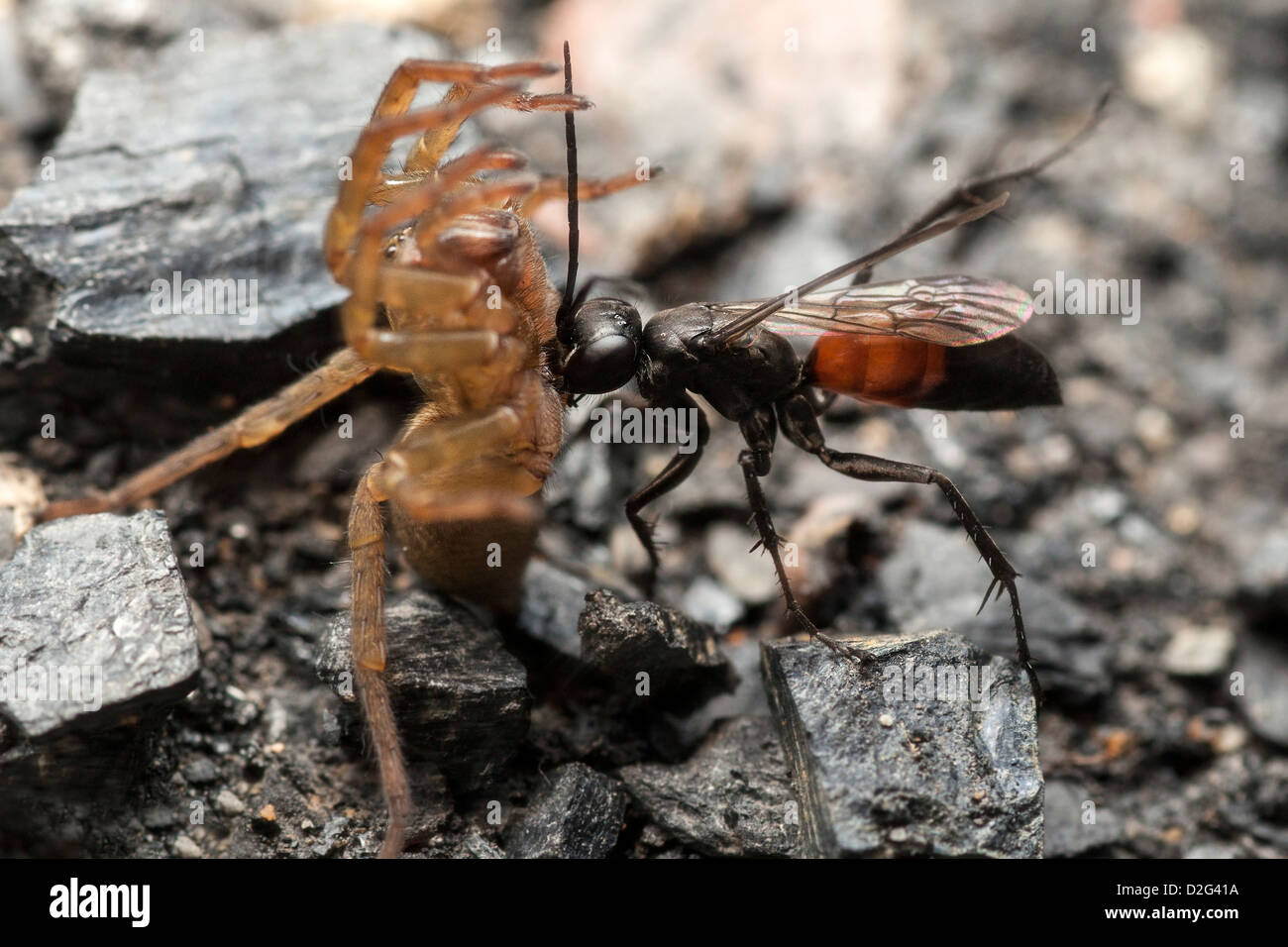 Spider hunting wasp hi-res stock photography and images - Alamy