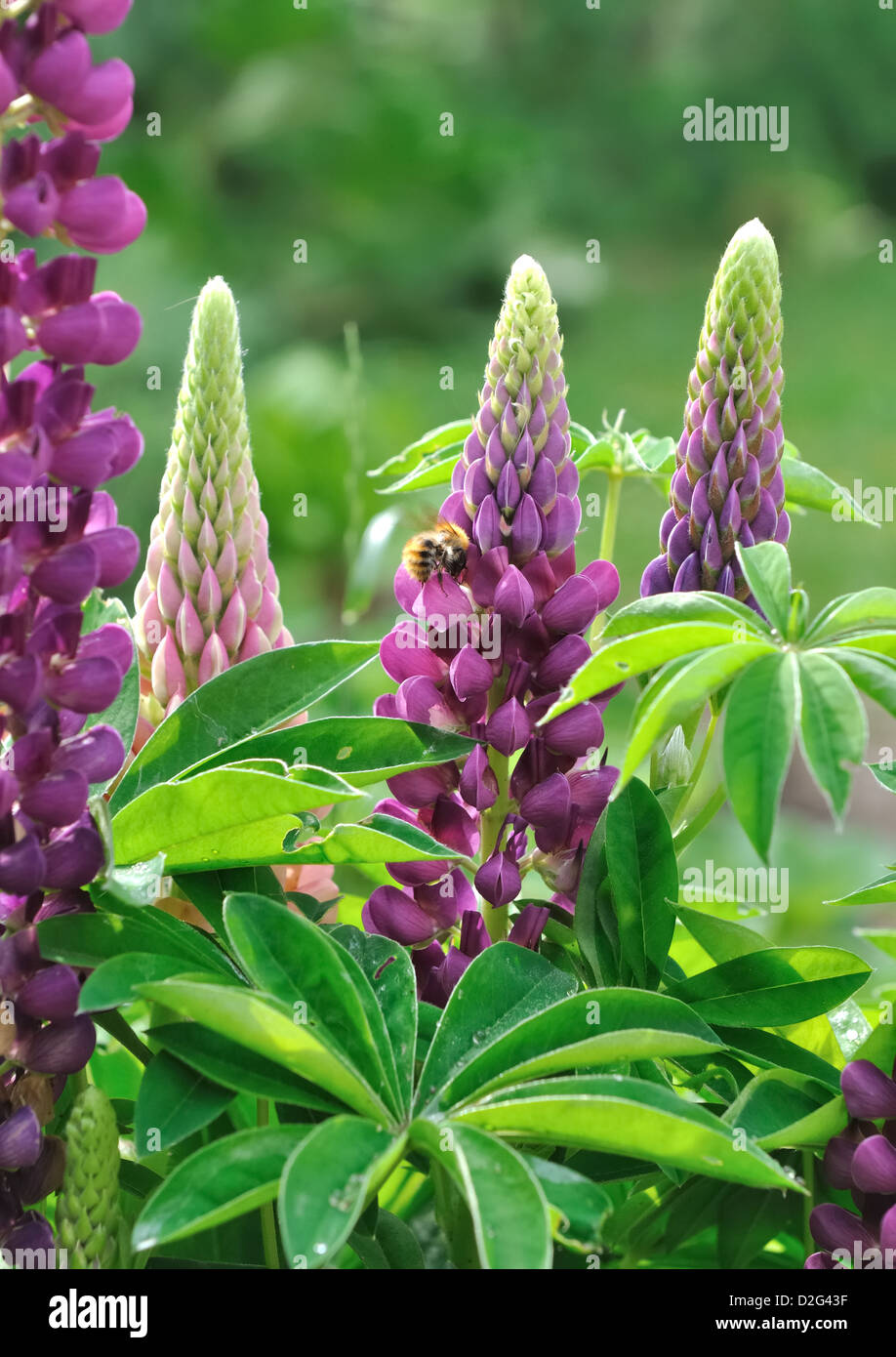 insect pollinating the flowers of a Lupine Stock Photo - Alamy