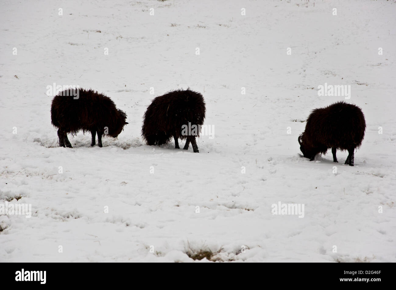 Black sheep dig in snow for food on the Wimpole estate Cambridgeshire ...