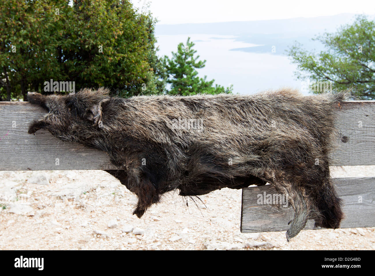 The skin of a boar hanging out to dry on a fence on the mountains of ...