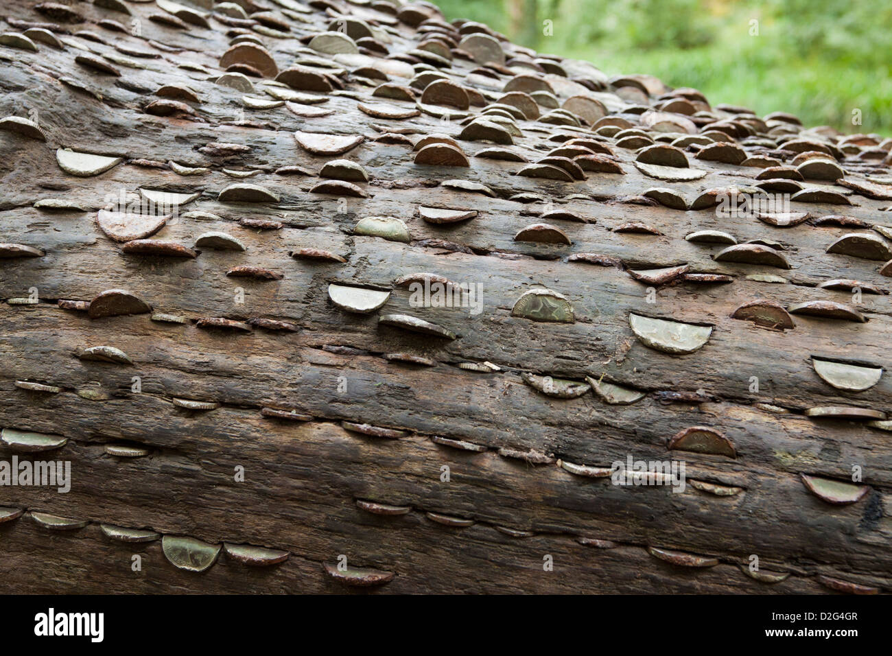 Money tree, copper coins embedded in a tree in woodland for good luck ...